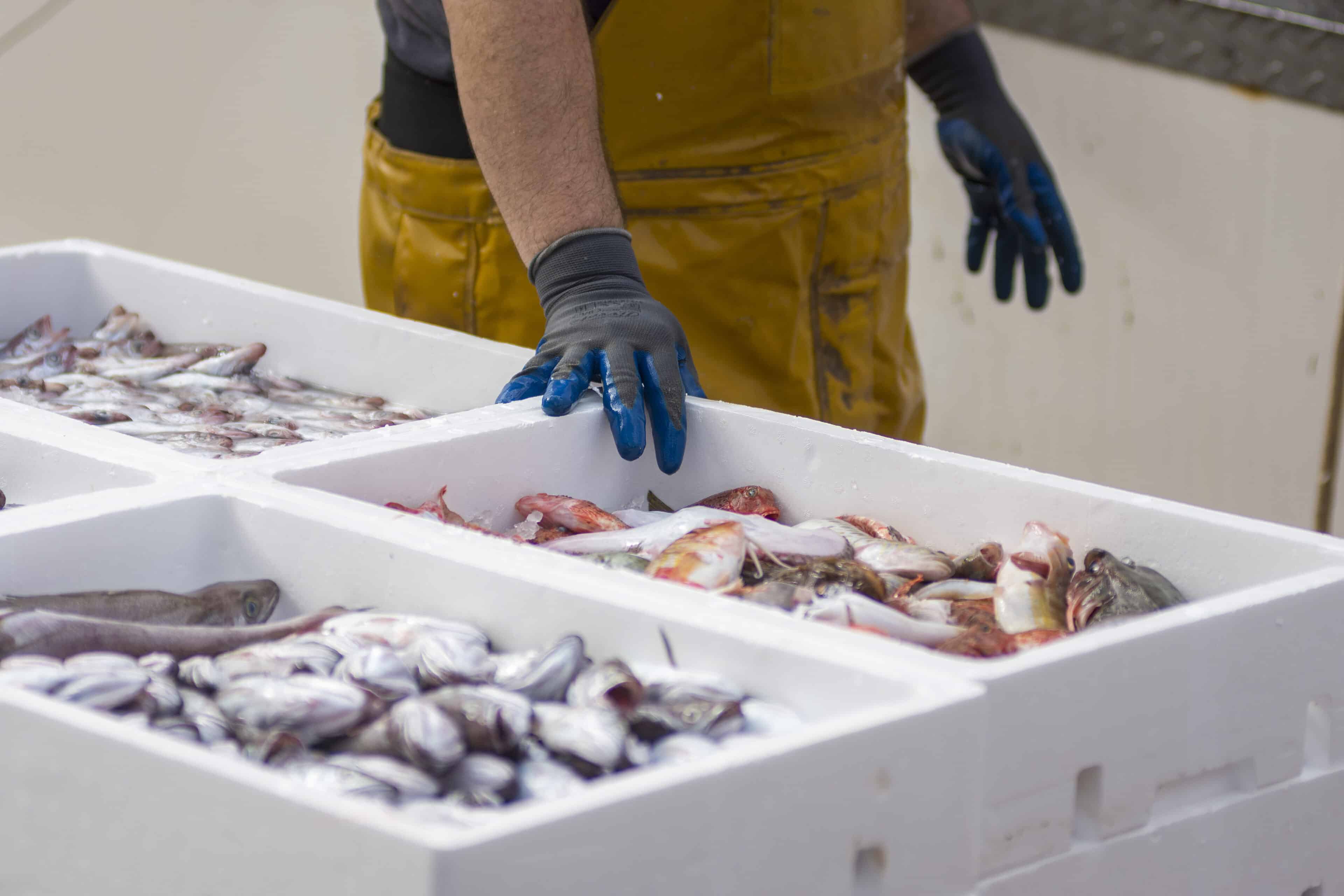 From Ocean to Plate: Understanding the Journey of Seafood ...